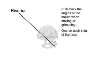Facial muscles | PPT