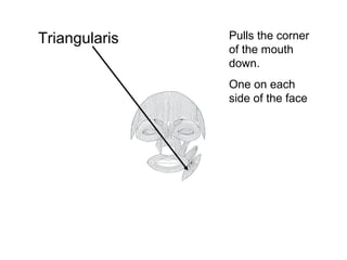 Facial muscles | PPT