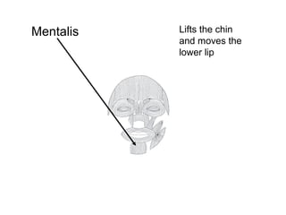 Facial muscles | PPT