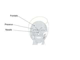 Facial muscles | PPT