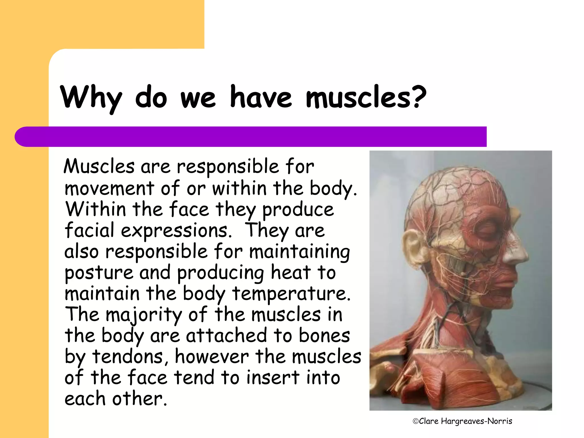 Facial muscles | PPTX
