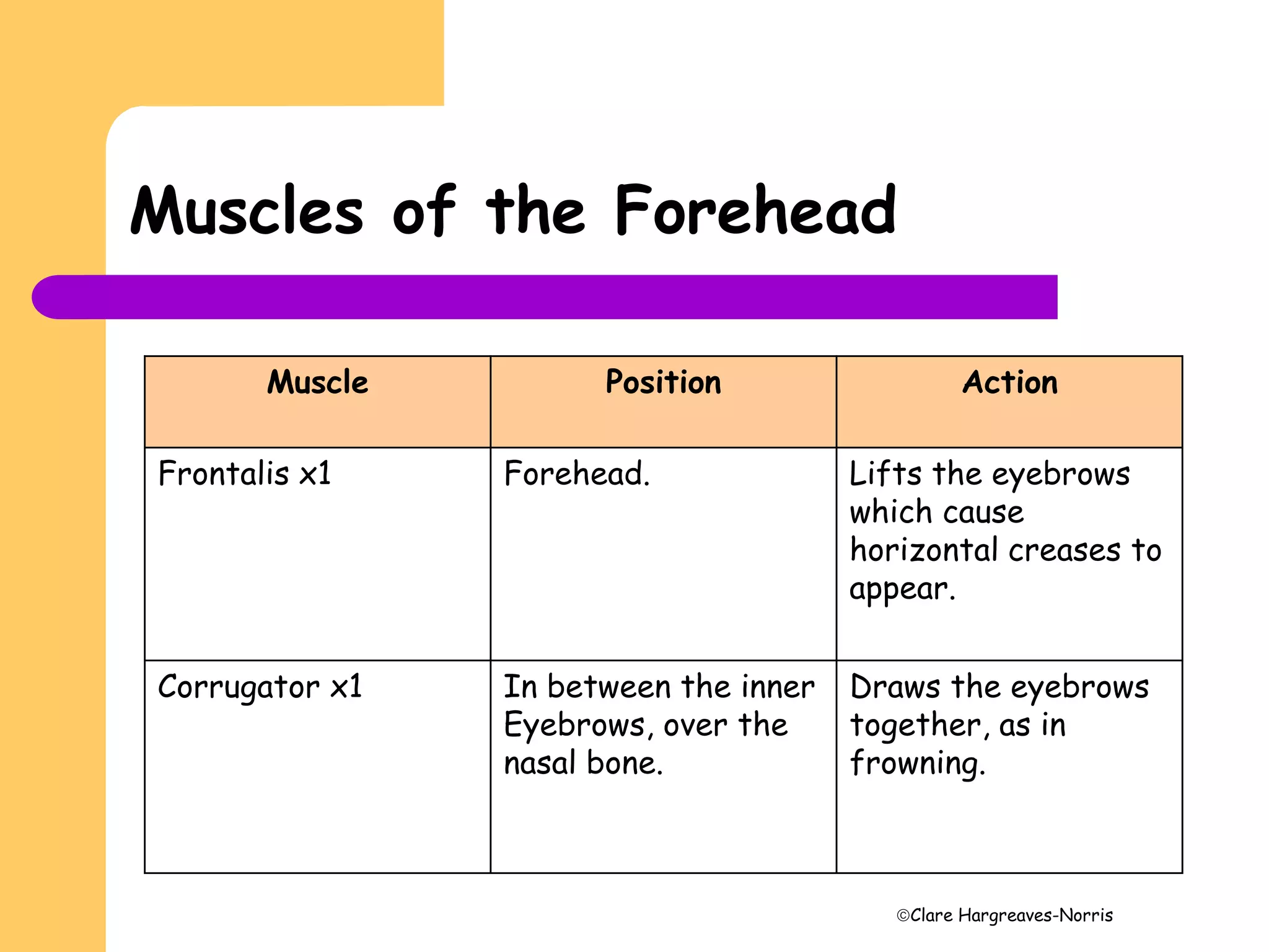 Facial muscles | PPTX