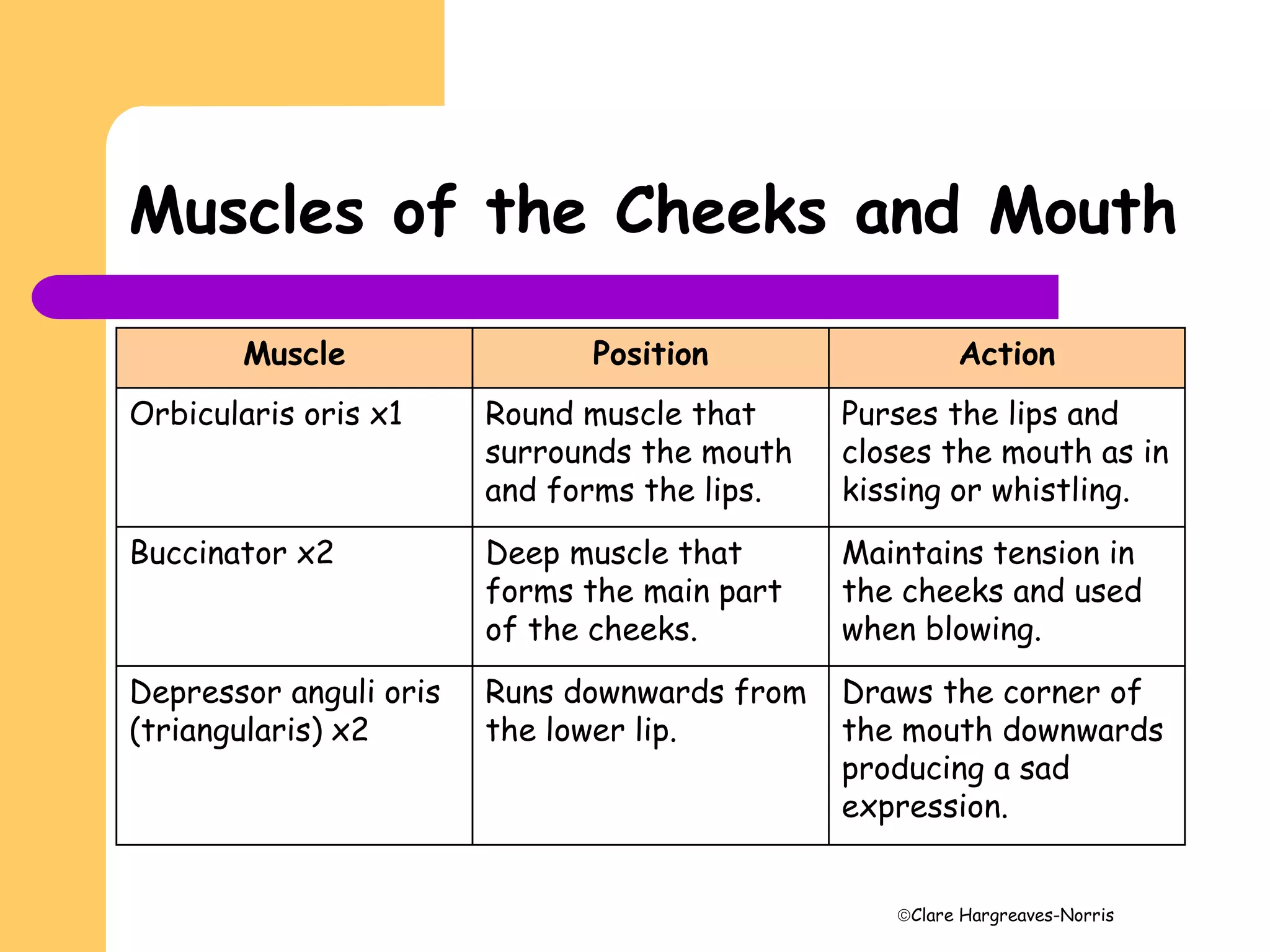 Facial muscles | PPTX
