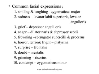 Facial muscles/certified fixed orthodontic courses by Indian dental ...