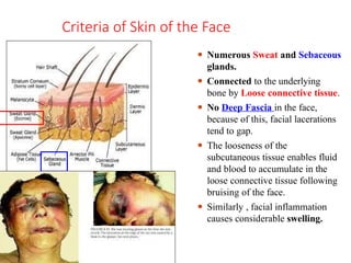 clinical anatomy of facial muscles.pptx