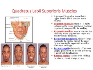 clinical anatomy of facial muscles.pptx