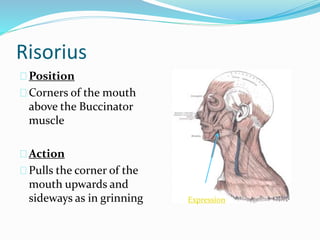 Facial muscles | PPTX