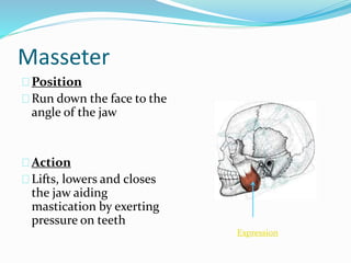Facial muscles | PPTX