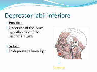 Facial muscles | PPTX