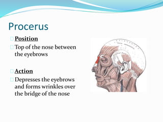 Facial muscles | PPTX