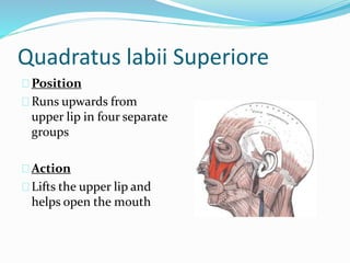 Facial muscles | PPTX