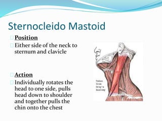 Facial muscles | PPTX