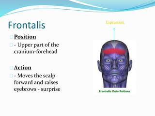Facial muscles | PPTX