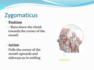 Facial muscles | PPTX