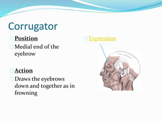 Facial muscles | PPTX