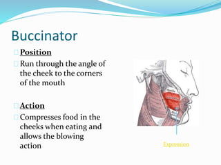 Facial muscles | PPTX