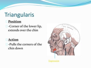 Triangularis Anatomy