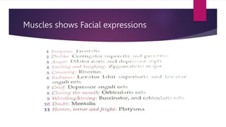 Facial muscles and its expression.pptx