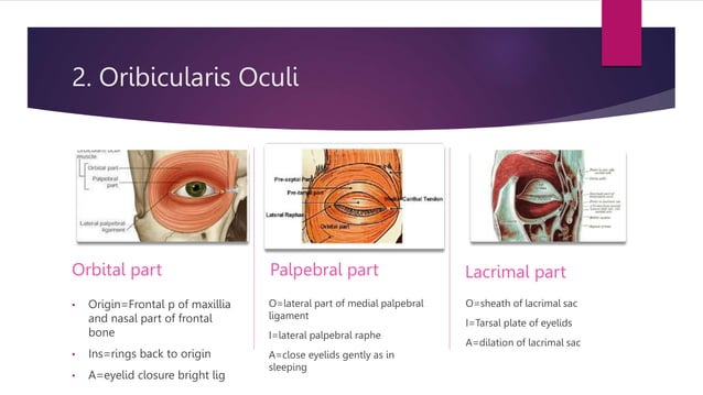 Facial muscles and its expression.pptx | Eye and Vision Conditions ...