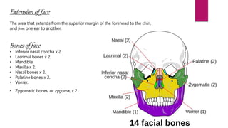 Facial muscles and its expression.pptx