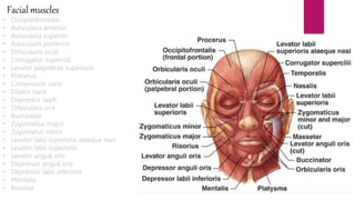 Facial muscles and its expression.pptx