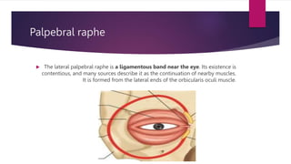 Lateral Palpebral Raphe