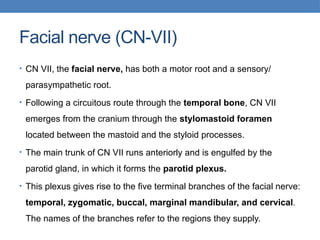 FACIAL MUSCLES AND NERVE SUPPLY anatomyy | PPTX