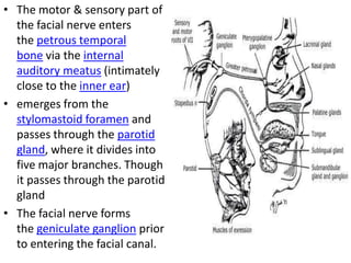 Facial nerve | PPTX