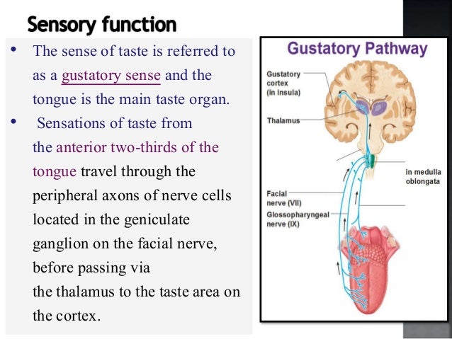 Gustatory Cortex Nerve