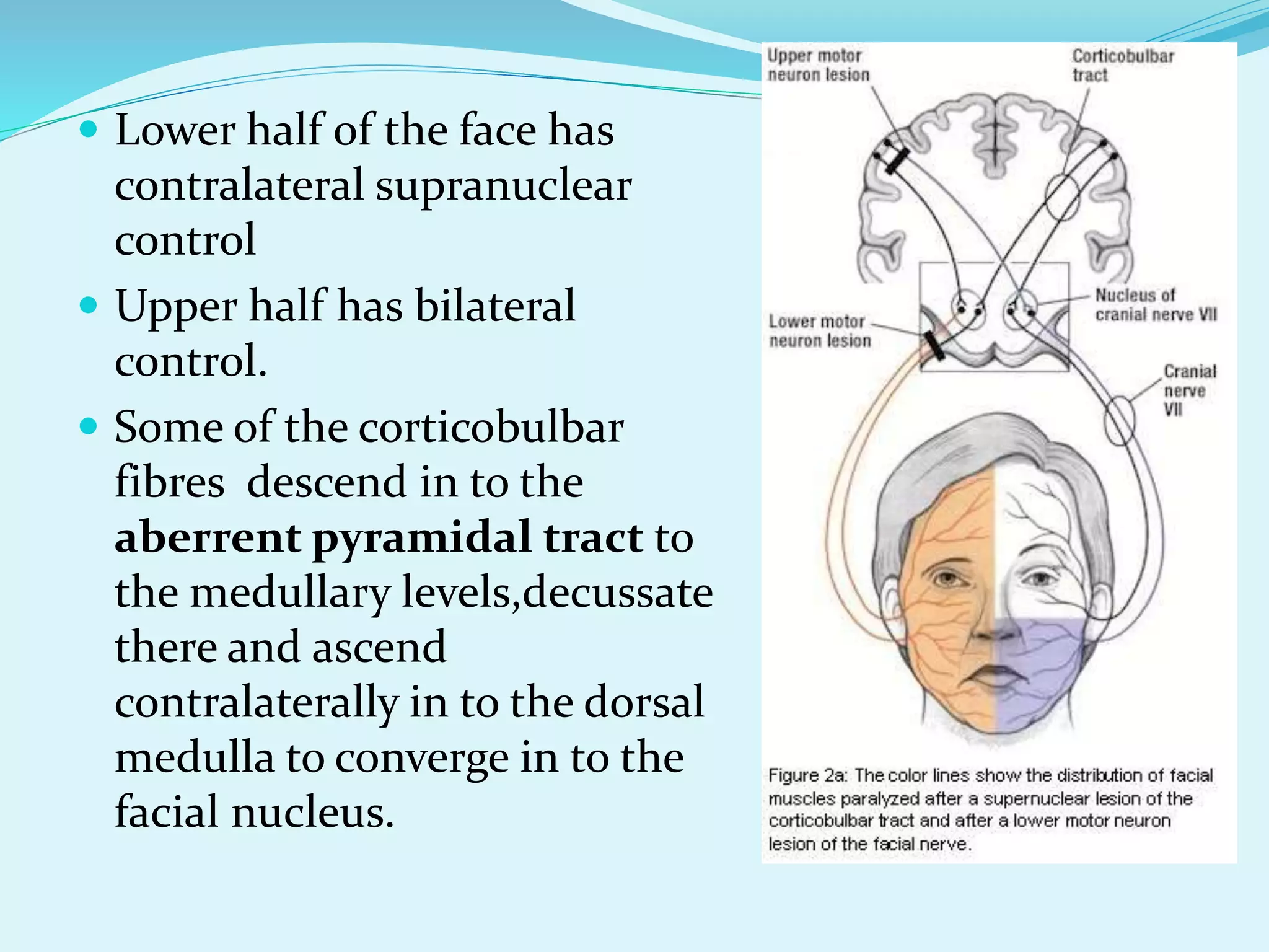 Facial nerve | PPTX