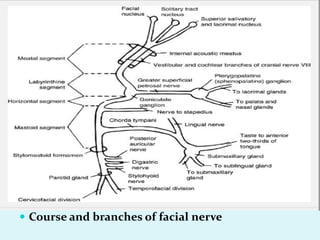 Facial nerve | PPTX