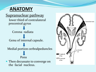 Facial nerve | PPTX