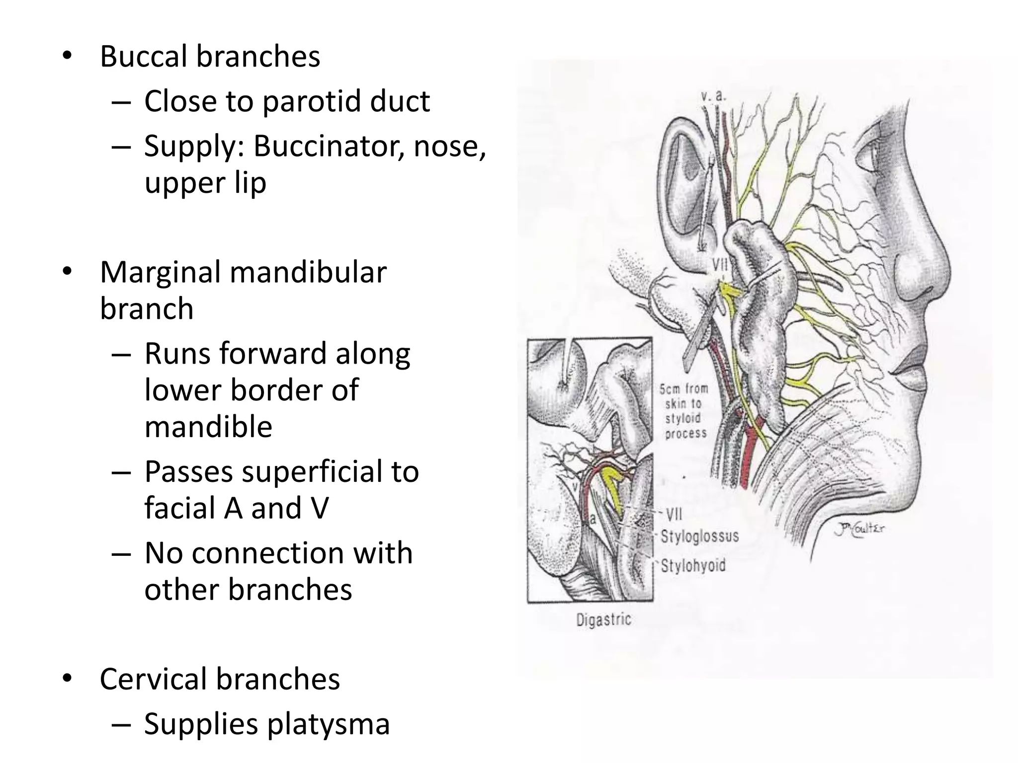 Facial nerve traumatic injury and repair | PPTX