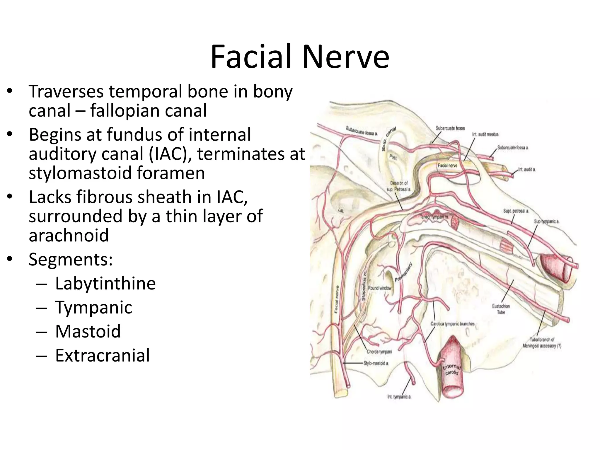 Facial nerve traumatic injury and repair | PPTX
