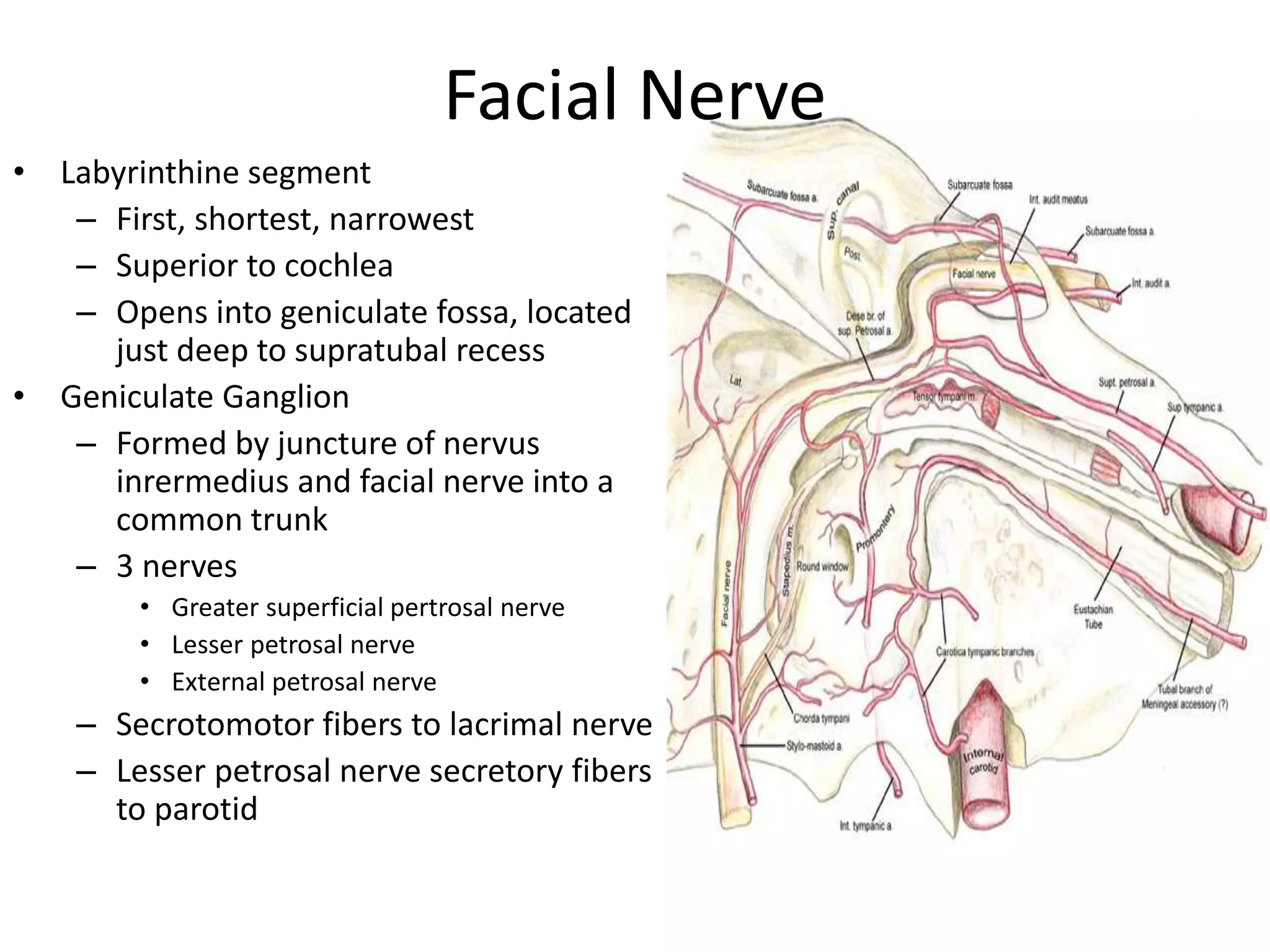 Facial nerve traumatic injury and repair | PPTX
