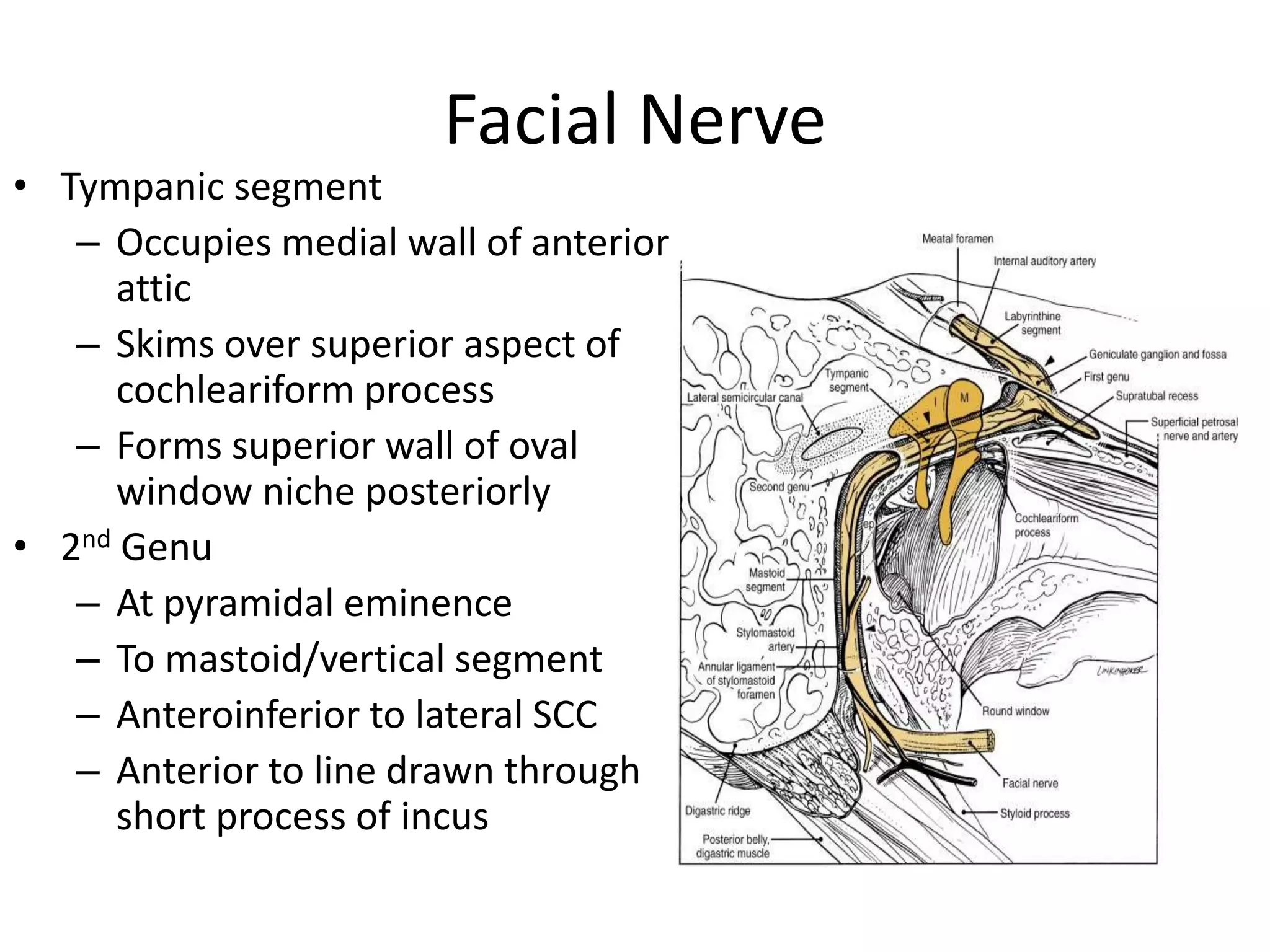 Facial nerve traumatic injury and repair | PPTX