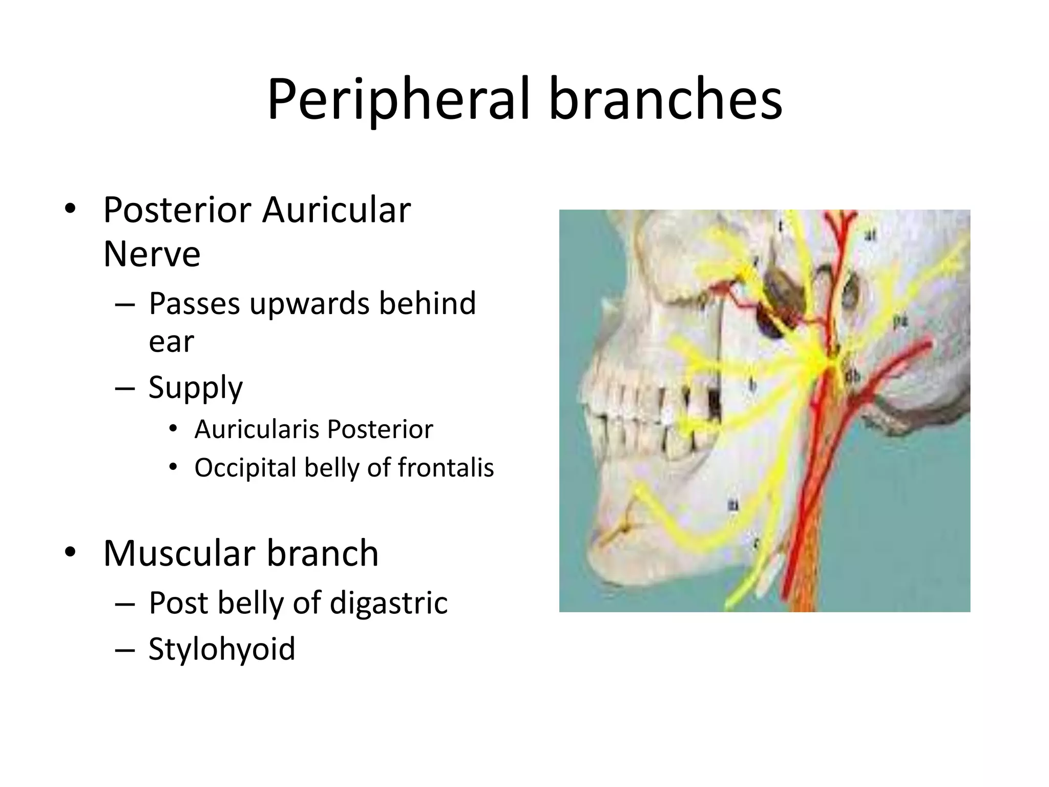 Facial nerve traumatic injury and repair | PPTX