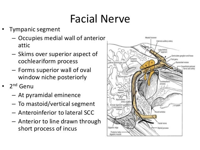 Facial nerve traumatic injury and repair