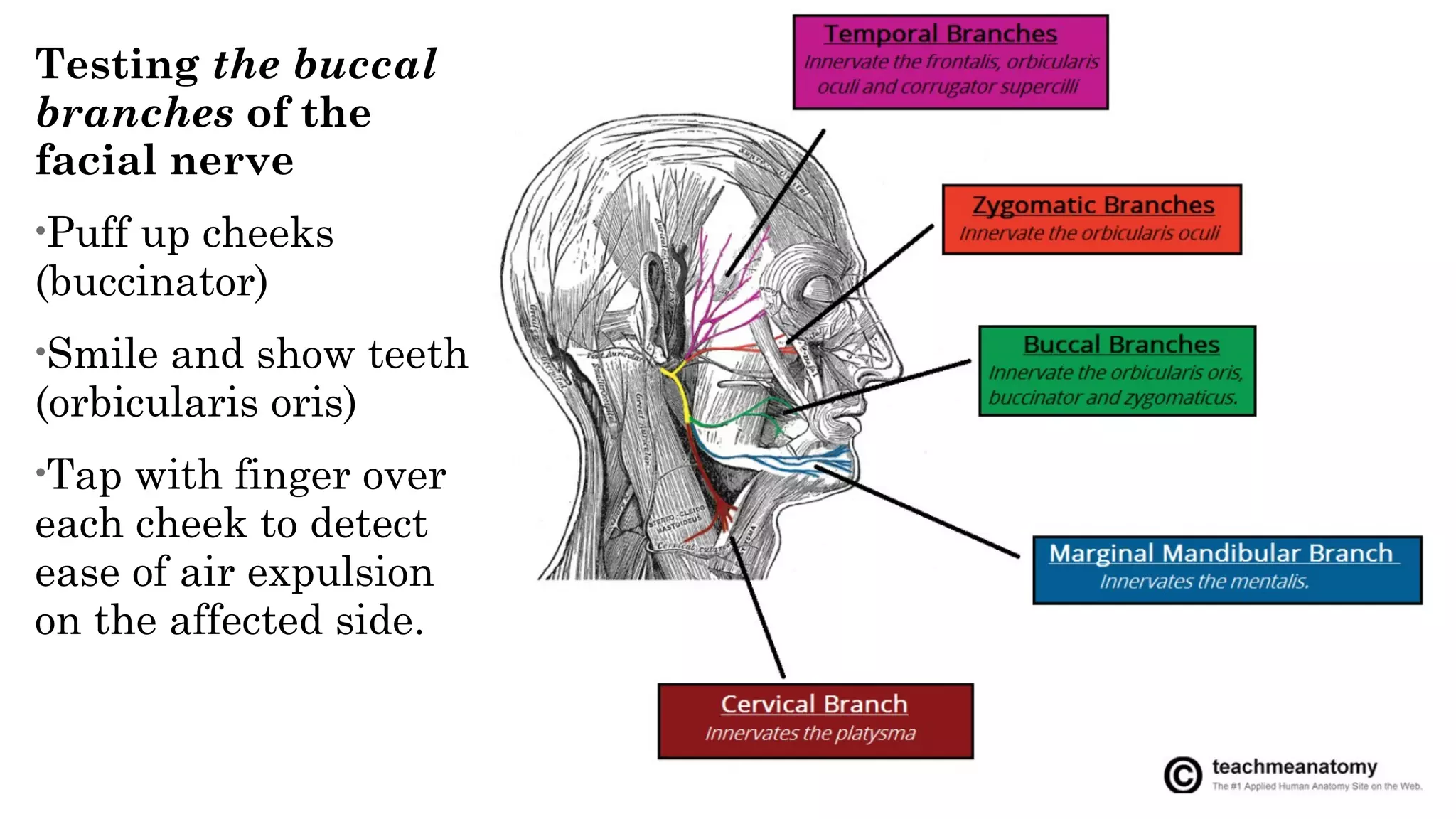 Facial Nerve Paralysis | PPT