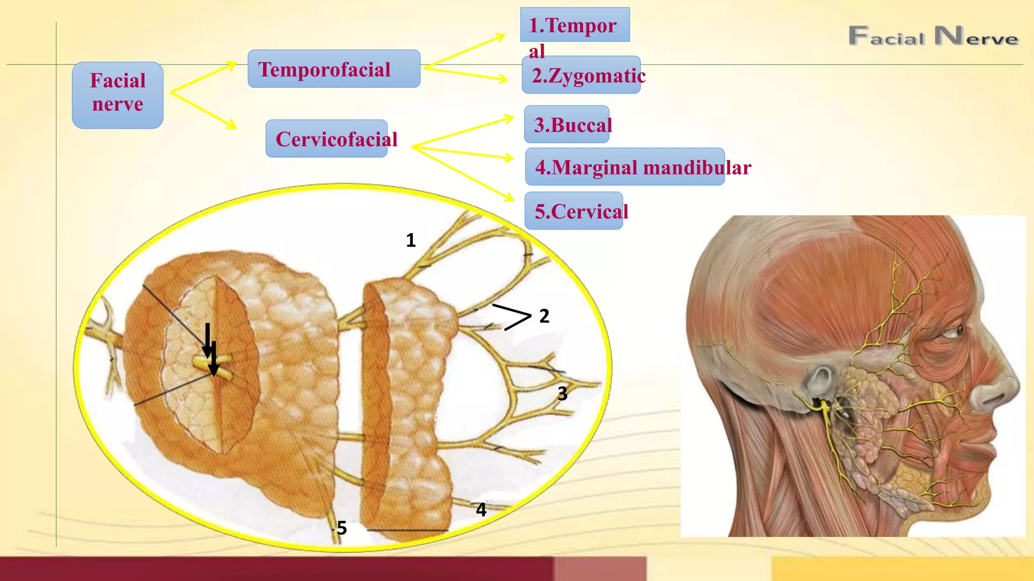 Facial nerve | PPTX