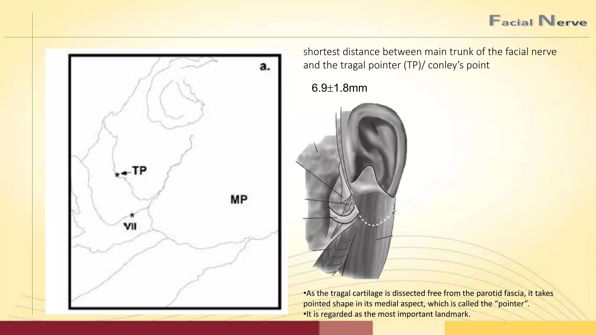 Facial nerve | PPTX