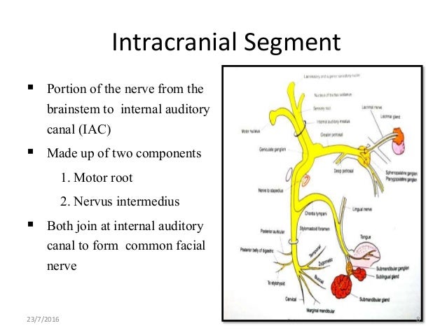 Facial nerve