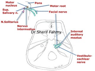 Facial Nerve (Anatomy of the Neck) | PPS