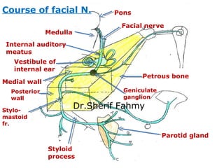 Facial Nerve (Anatomy of the Neck) | PPS