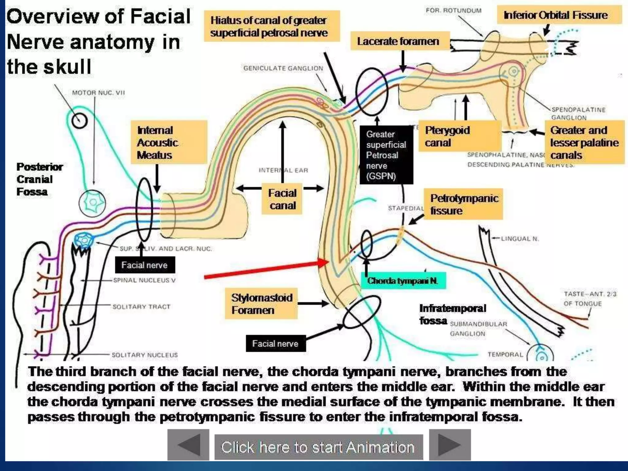 facialnerve-161104185045.pptx
