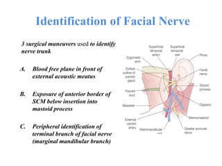 Facial nerve | PPTX