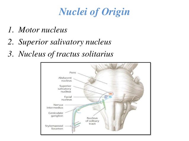 Superior Salivary Nucleus