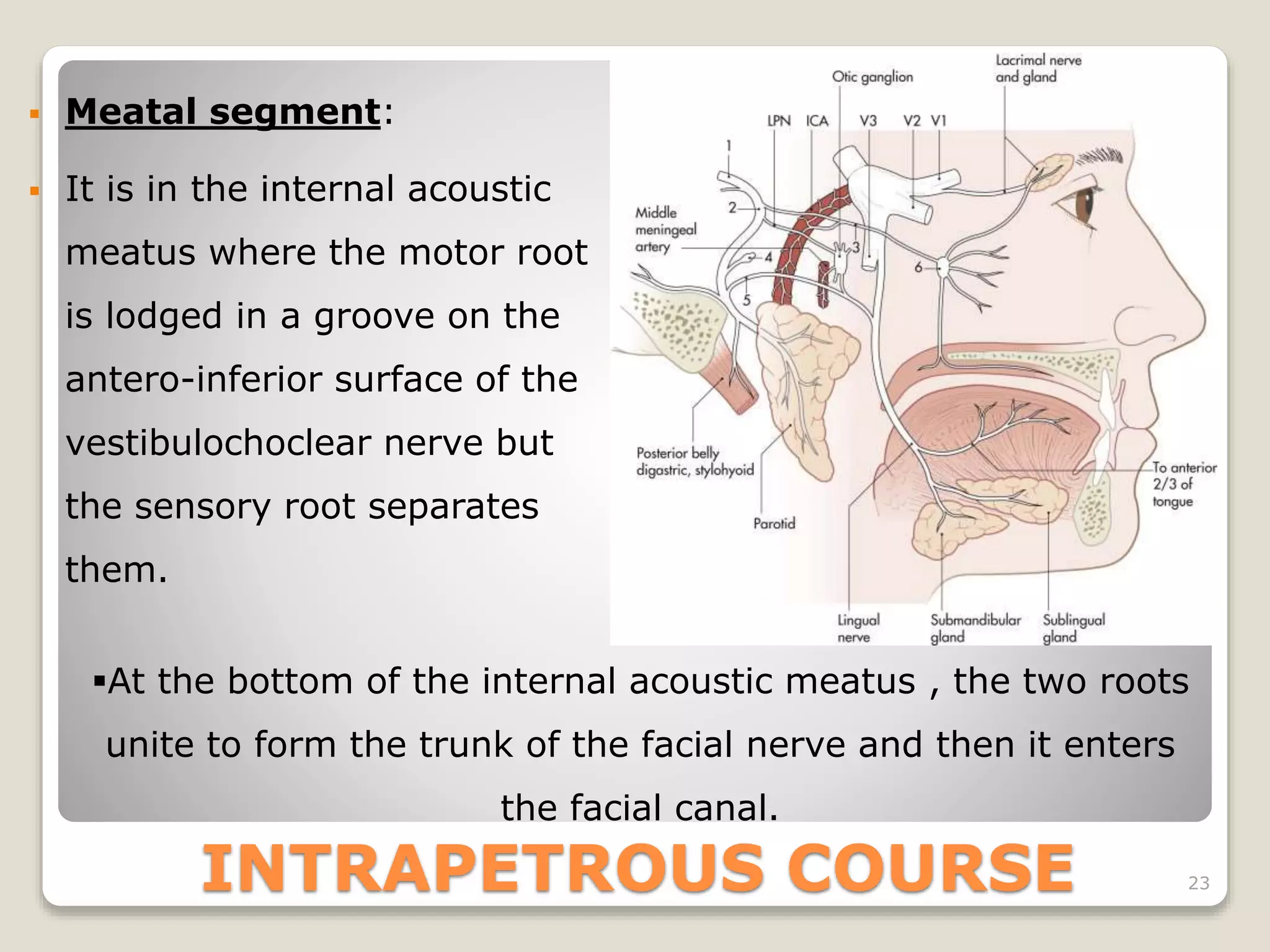 Facial nerve | PPTX