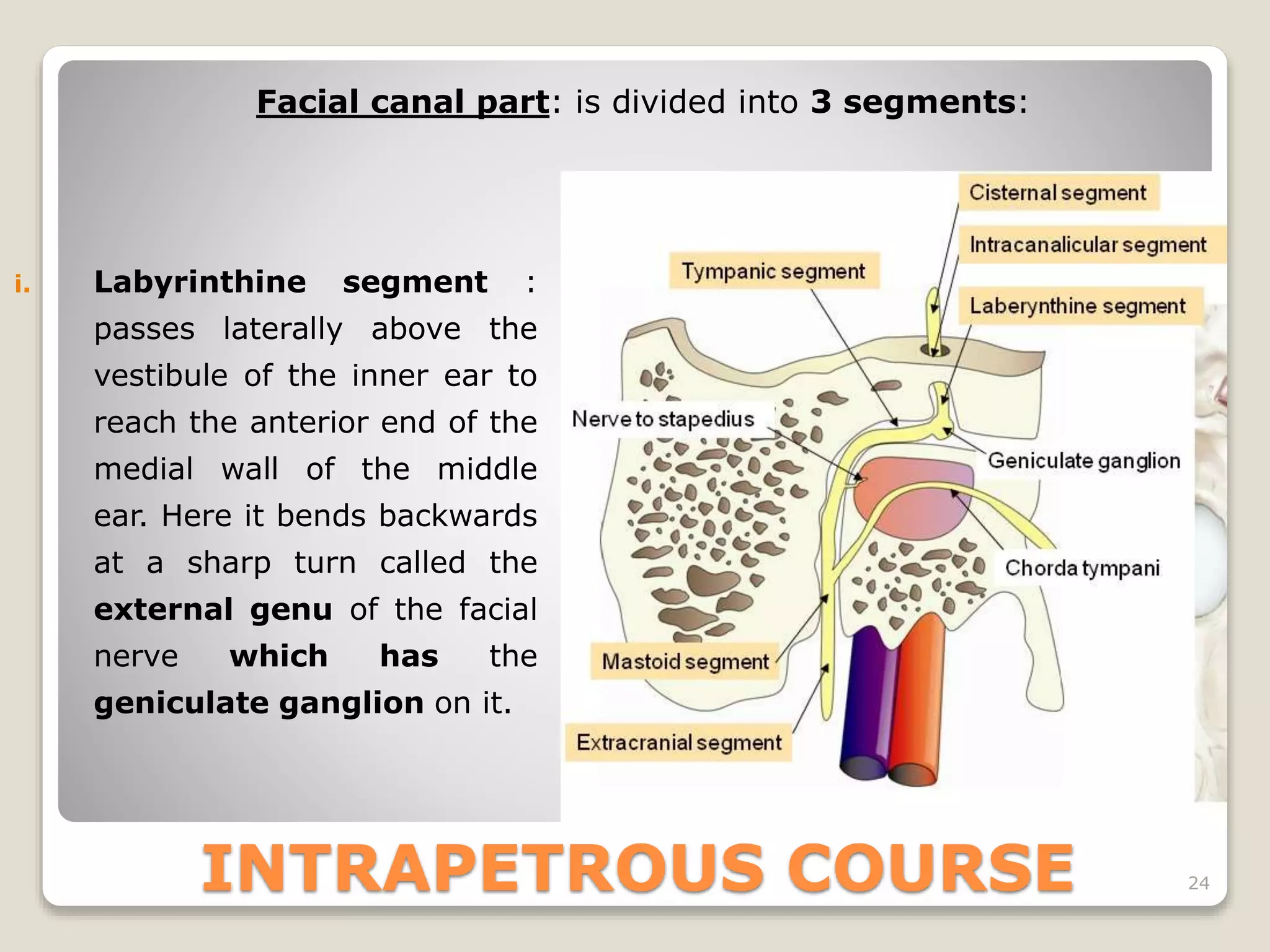 Facial nerve | PPTX
