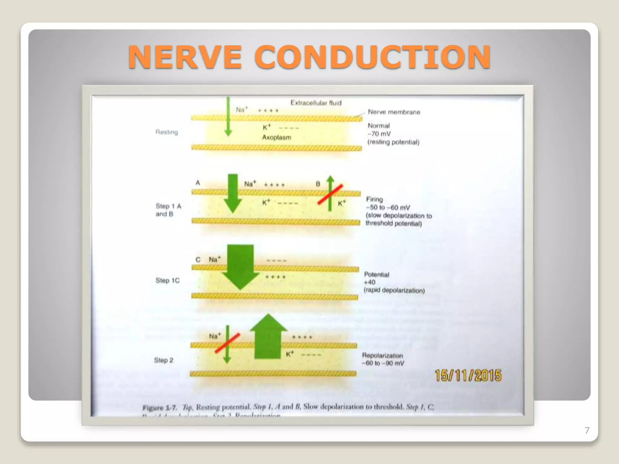 Facial nerve | PPTX